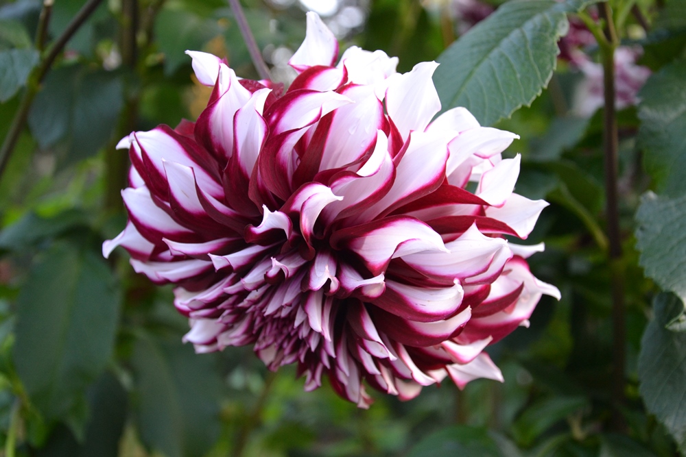 Arhive Flori de toamnă - Şapte pietre