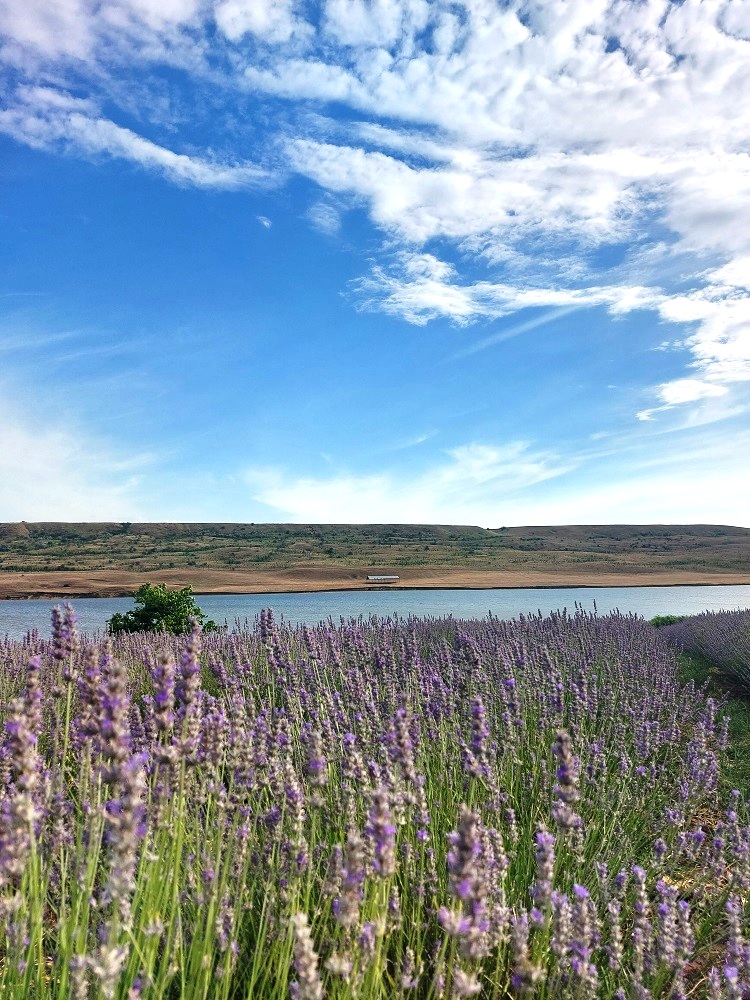 Artistic – în lanul cu lavandă - Şapte pietre