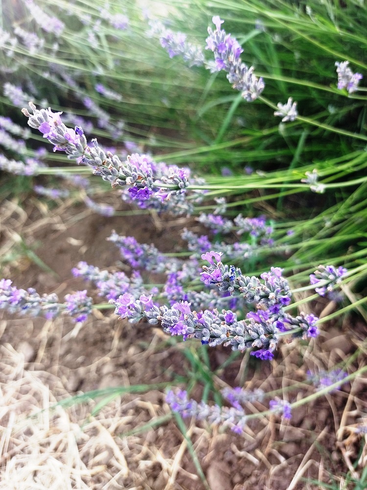 Artistic – în lanul cu lavandă - Şapte pietre